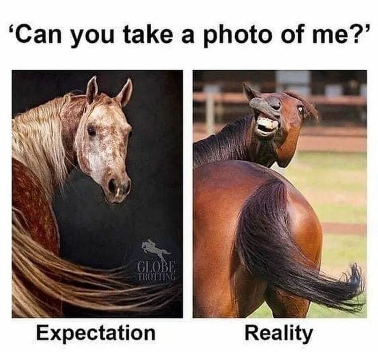 45 Horse Memes Guaranteed to Make You Smile