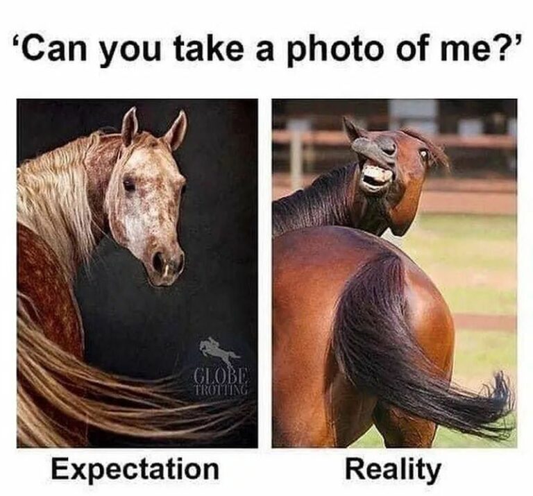 45 Horse Memes Guaranteed to Make You Smile