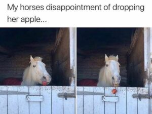 45 Horse Memes Guaranteed to Make You Smile