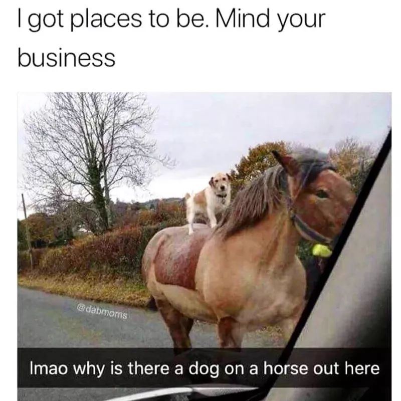 45 Horse Memes Guaranteed to Make You Smile
