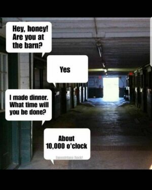 45 Horse Memes Guaranteed to Make You Smile