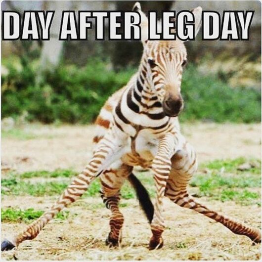 55 Funny Leg Day Memes