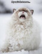 47 Funny Snow Memes for Winter