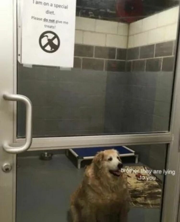 31 Crazy Memes to Make You Laugh and Take the Edge Off