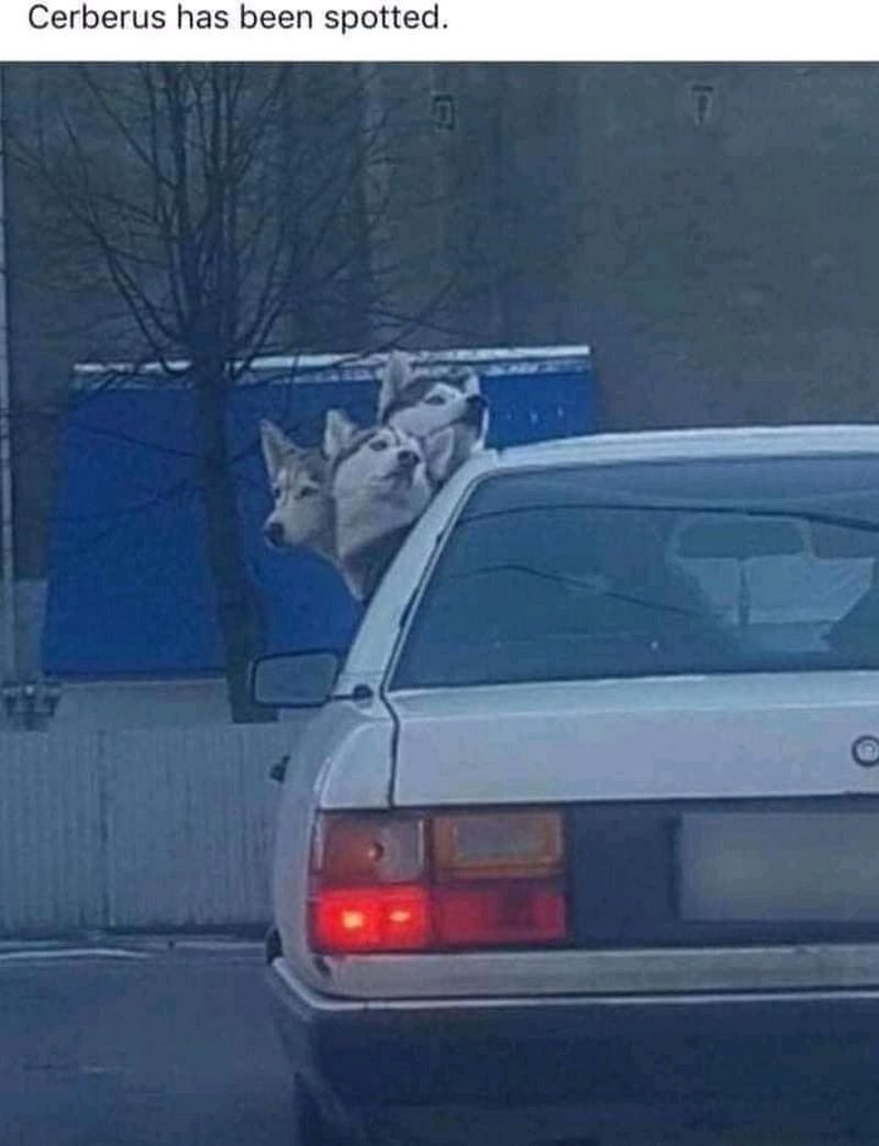 31 Crazy Memes to Make You Laugh and Take the Edge Off