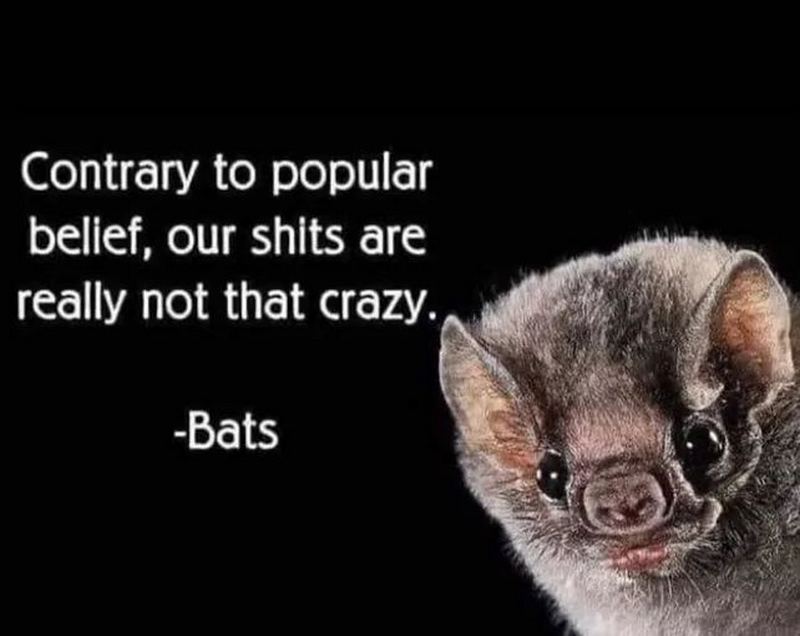 31 Crazy Memes to Make You Laugh and Take the Edge Off