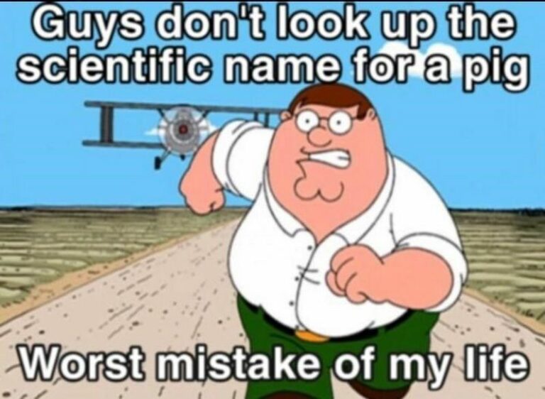 39 Best Family Guy Memes That Will Make You Laugh Out Loud