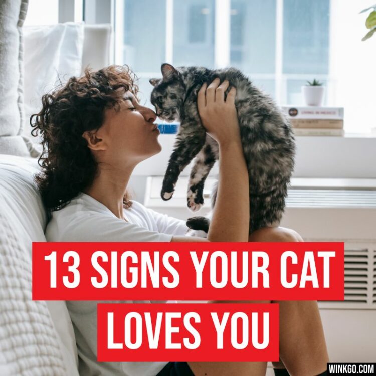 13 Signs Your Cat Loves You and Sees You as Its Mom
