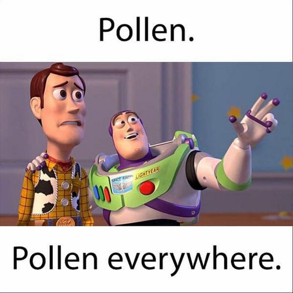 49 Funny Allergy Memes Uniting Laughter and Sniffles