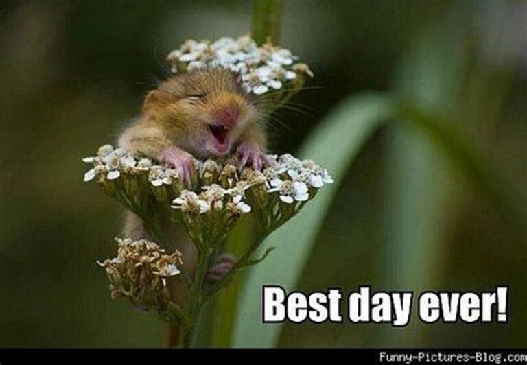 41 Delightful Flower Memes Blooming with Laughter