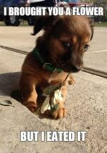 41 Delightful Flower Memes Blooming with Laughter