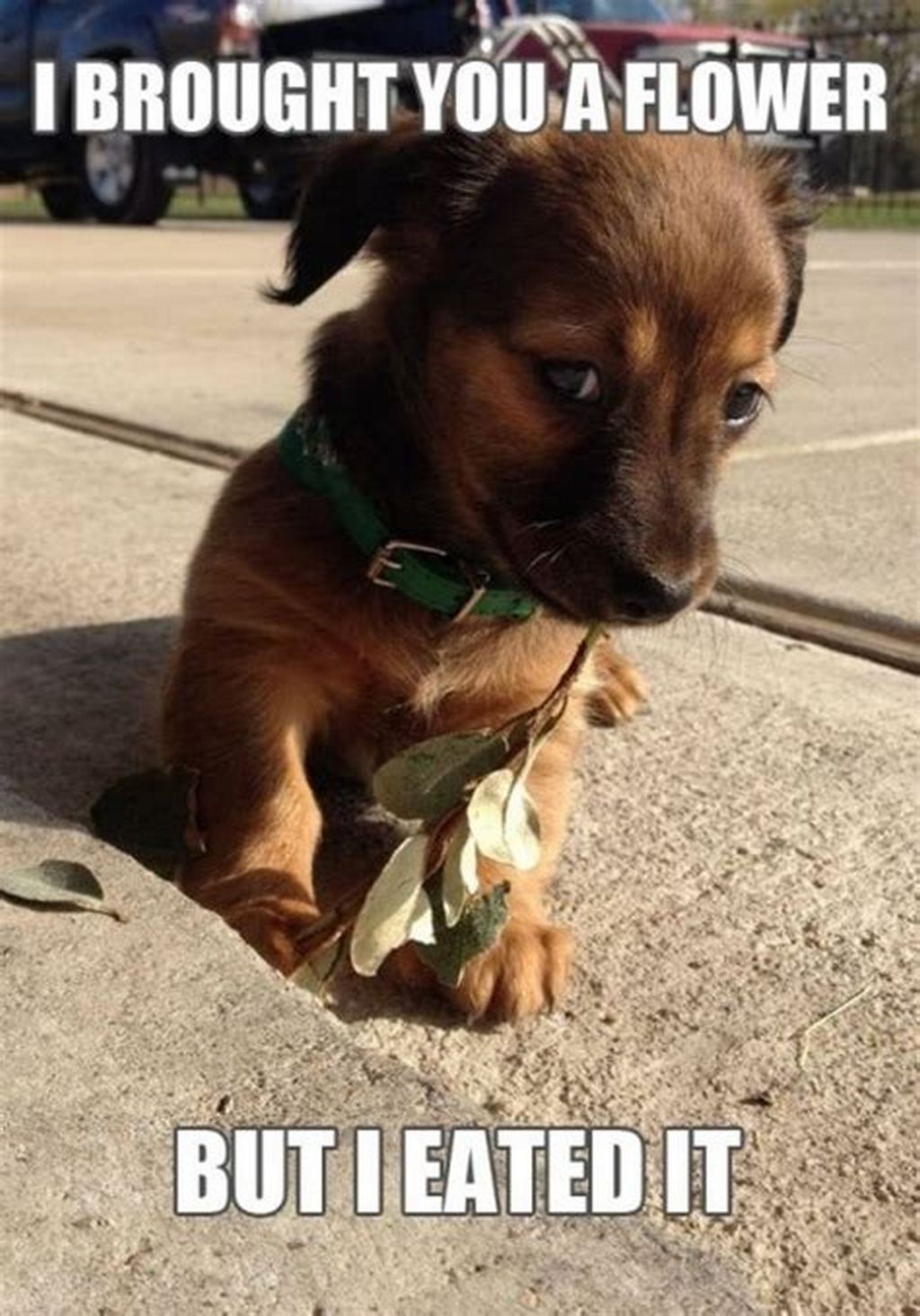 41 Delightful Flower Memes Blooming with Laughter