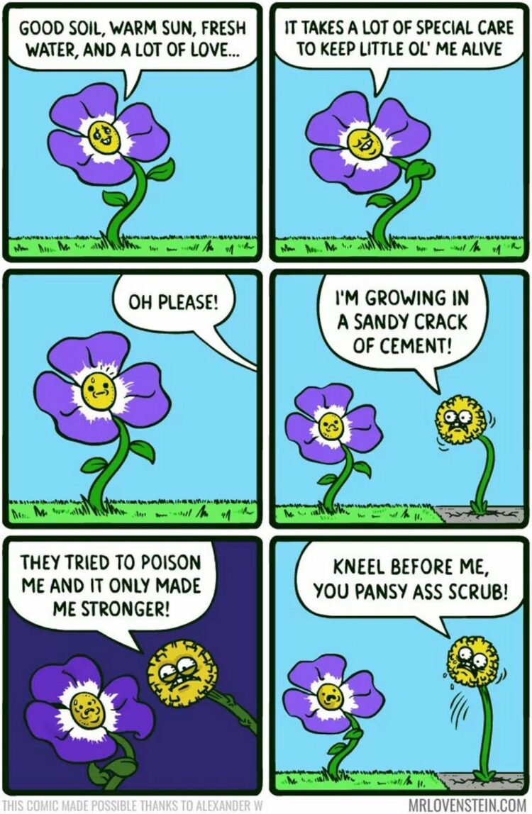 41 Delightful Flower Memes Blooming with Laughter