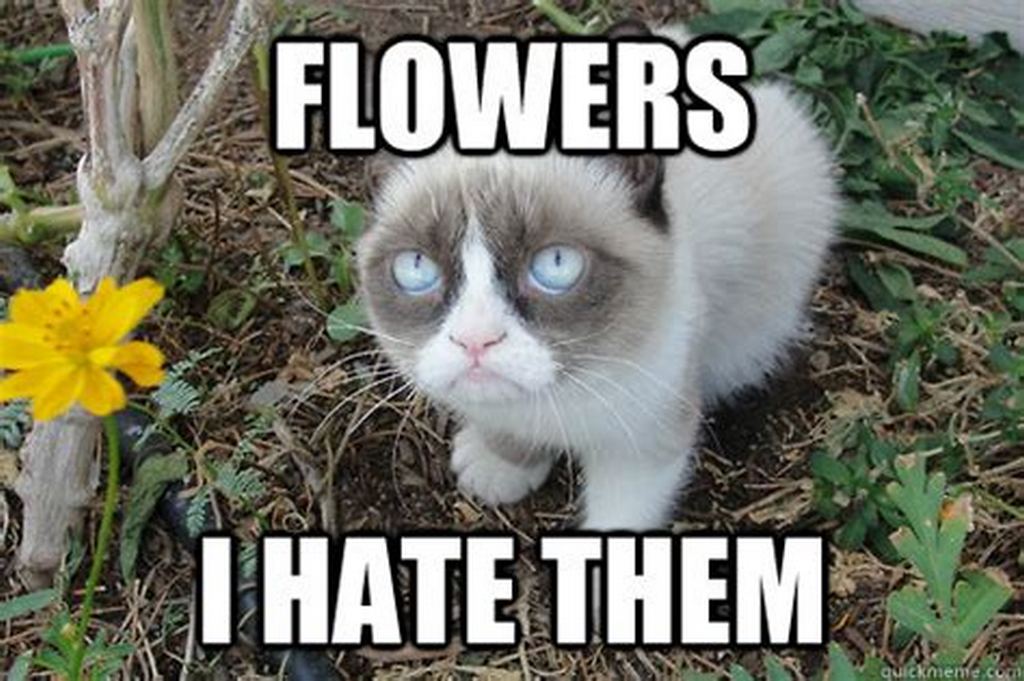 41 Delightful Flower Memes Blooming with Laughter