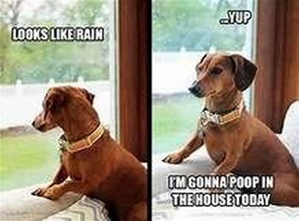 47 Funny Rain Memes to Shower Yourself with Laughter