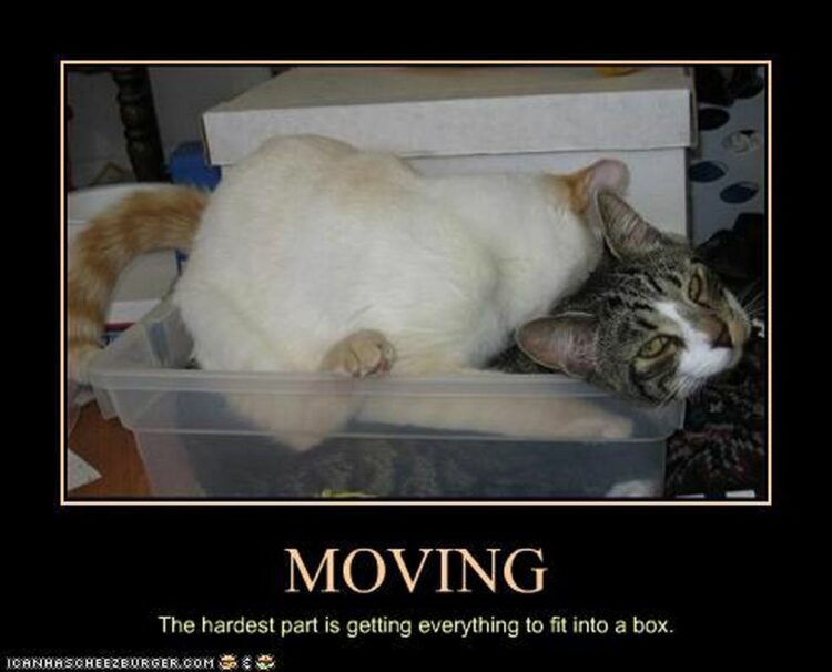 51 Hilarious Moving Memes that Capture the Chaos of Relocating