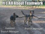 55 Teamwork Memes That Capture the Essence of Collaboration