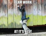 55 Teamwork Memes That Capture the Essence of Collaboration