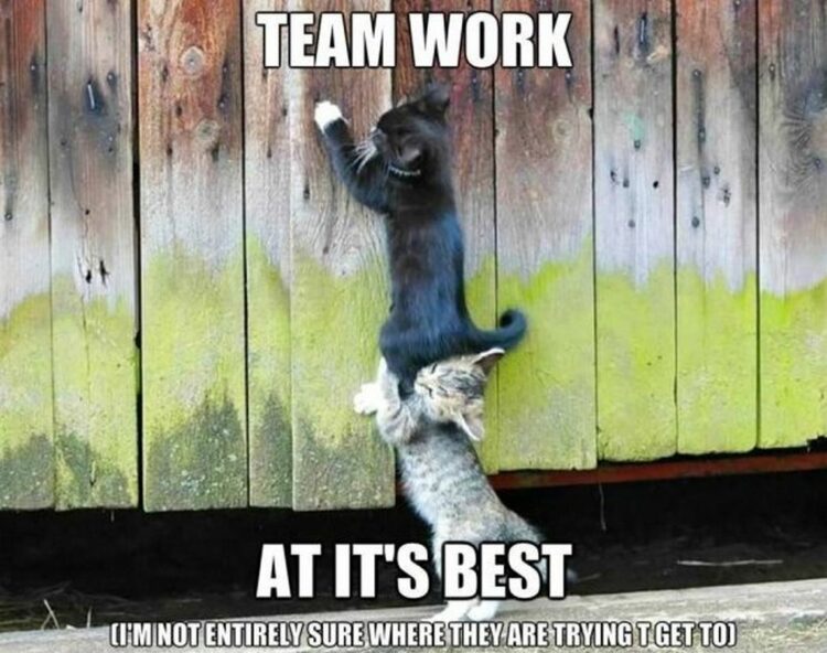 55 Teamwork Memes That Capture the Essence of Collaboration