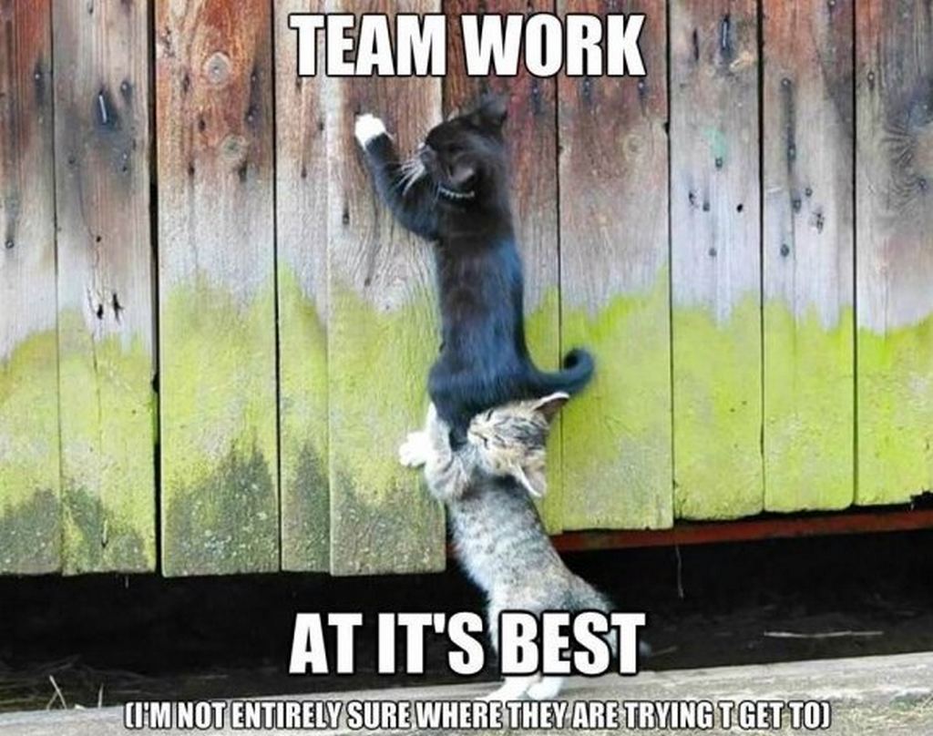 55 Teamwork Memes That Capture the Essence of Collaboration